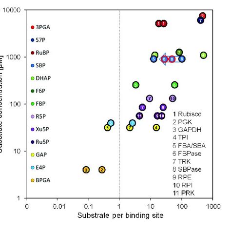 Substrate Per Binding Site Versus Substrate Concentration Substrate