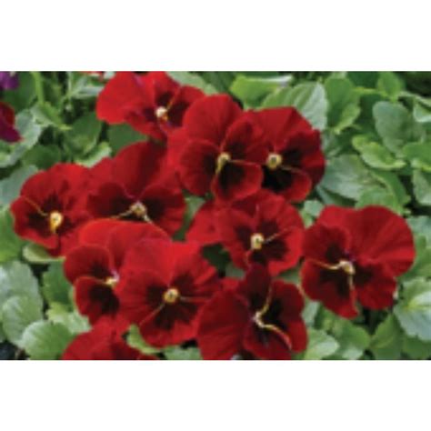 Viola Red Blotch 6 Pack Multipack Polhill Garden Centre