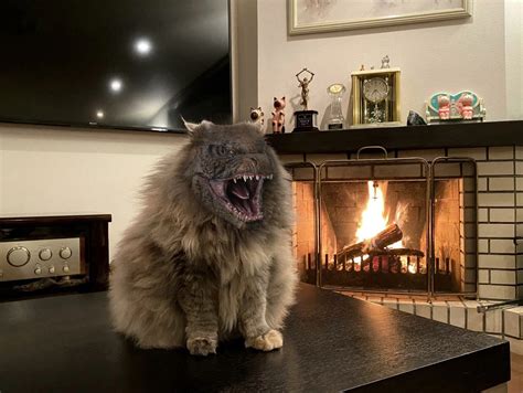 Catzilla Album On Imgur Catzilla Album On Imgur