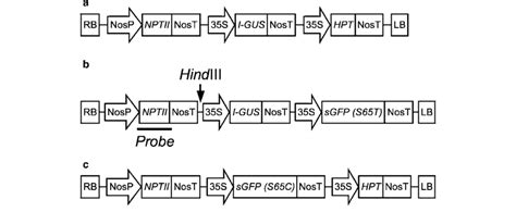 Schematic Diagrams Of The T Dna Region Of The Binary Vectors Used In