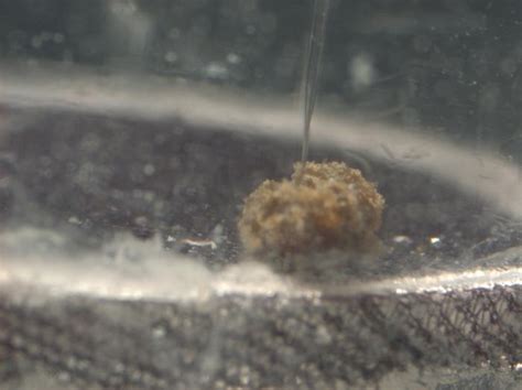 Microsensor In Aggregate [image] Eurekalert Science News Releases