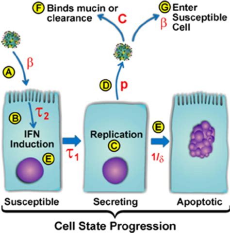 Illustration Of ODE Model Parameters A Viruses Enter The Susceptible Download Scientific