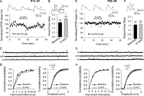 Presynaptic Nmdars Are Tonically Active At Ca3 Ca1 Synapses At P13 P21