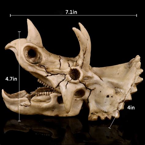 Triceratops Skull Fossil