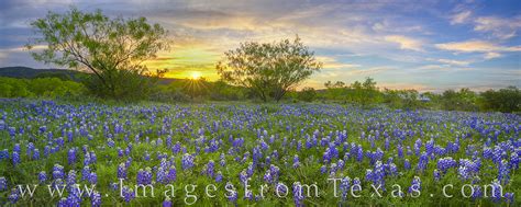 Bluebonnet Sunset Panorama 410 1 Texas Hill Country Rob Greebon Photography