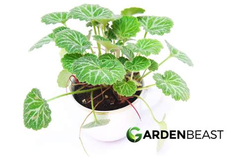 Strawberry Begonia Guide How To Grow Care For Saxifraga Stolonifera