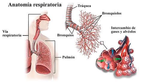 Cómo Funcionan Los Pulmones Body Hair Removal Body Hair Body