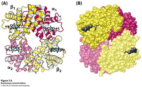 Quaternary Structure Of Deoxyhemoglobin Biochemistry Circulatory