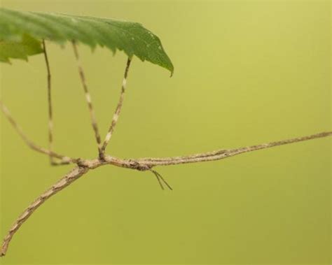 Online Verkauf Von Phasmiden Tirachoidea Biceps Linsecterie