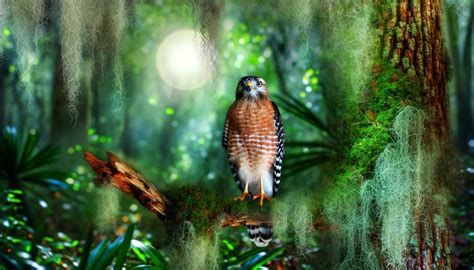 Red Shouldered Hawk Spiritual Meaning Protection
