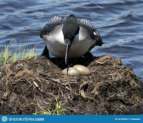 Common Loon Photo Loon Eggs Loon Nest Loon On Lake Loon In Wetland