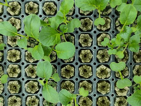 Hydroponic Broccoli Seed To Harvest Trials Hortimedia