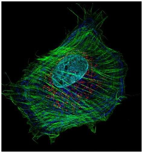 Subcellular Imaging Ipbs Toulouse