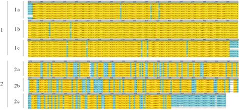 The Variability Of The Nucleotide Sequences Of The Flab And Ospa Genes Download Scientific