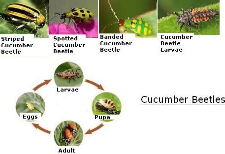 Spotted Cucumber Beetle Life Cycle