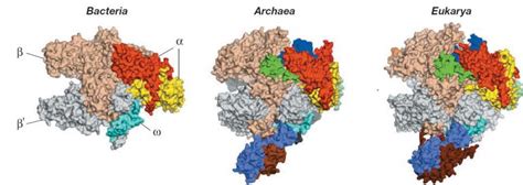 Structure Of Bacterial Archaeal And Eukaryotic Rna