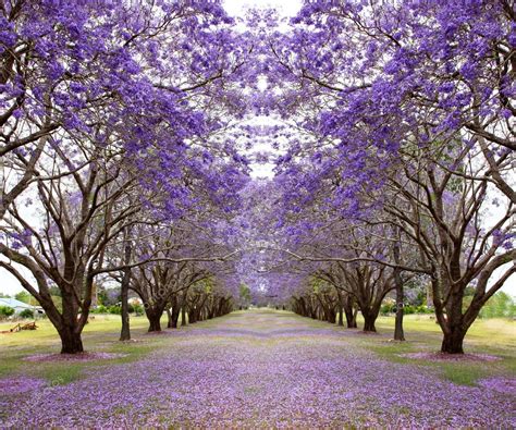 Fondo De Pantalla De Avenida Jacarandá Arboles Jacaranda Siguen En