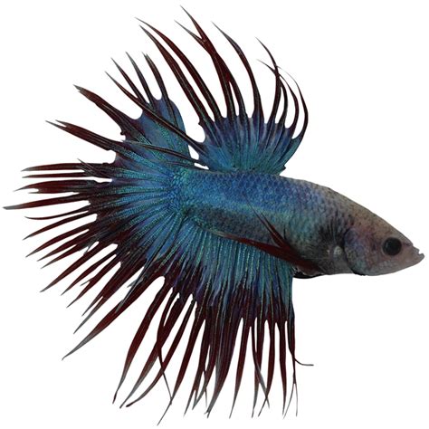 Watch Uaes Betta Lovers Who Just Crowned Their Best 58 Off