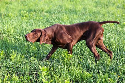 갈색 사냥 개 근육질의 사냥개 독일어 짧은 머리 포인터 철저한 근친 지점에서 잔디의 필드 사이에 서 야생 게임의 냄새를 냄새 봄 풍경 독일 문화에 대한 스톡 사진 및 기타