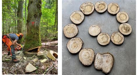 Patterns Of Decay Associated With Rot Infection In P Tremula Stems On