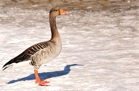 Gans Wildgans Stehen Kostenloses Foto Auf Pixabay