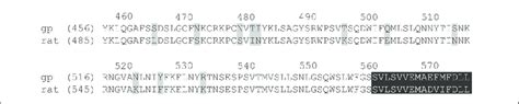 Sequence Alignment Analysis Of The C Terminal Region Of The
