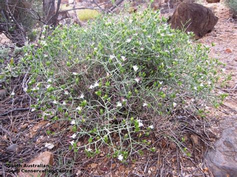 Xerothamnella Parvifolia