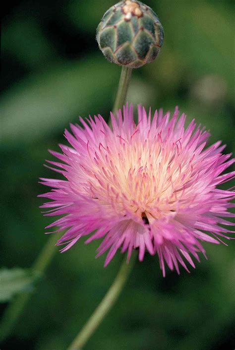 Centaurea