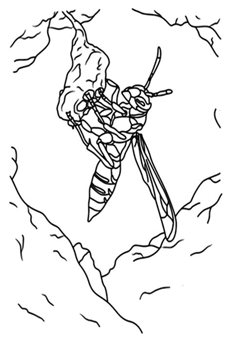 20 Wasp Coloring Pages Free Printable Pdf And Online Coloring