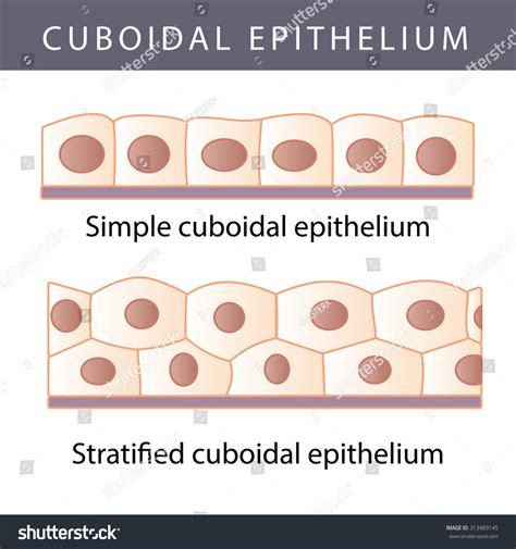 Medical Illustration Different Epithelium Structure Types Stock Vector Royalty Free 313483145