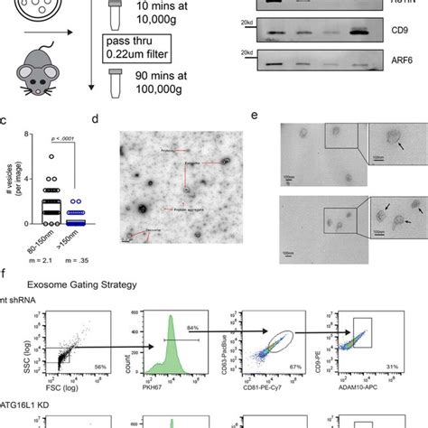 Exosome Isolation And Quantification Strategies A Exosome Isolation Download Scientific