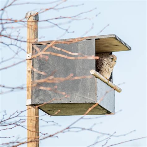 Kestrel Nest Box Easy Kestrel Bird House