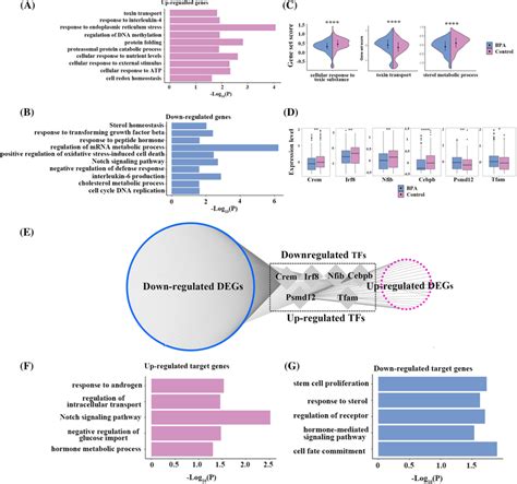 Bisphenol A Bpa ‐related Molecular Alterations In Leydig Cell A B
