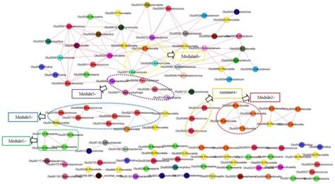 Microbial Correlation Network In Cluster13 And The Color Chart Of Download Scientific Diagram