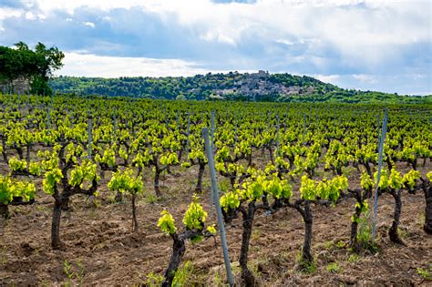 프랑스 남부 프로방스의 작은 마을 라코스테 근처 장미 레드 화이트 와인 생산 초여름에 포도원 0명에 대한 스톡 사진 및 기타 이미지 Istock