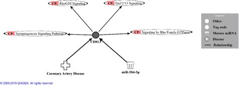 Network Plot Generated From Ingenuity Pathway Analysis Software Ipa