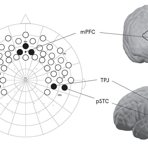 Fnirs Cap Template And Regions Of Interest Rois Shown Is Our Fnirs Download Scientific