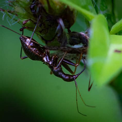 Assassin Bug Bugguidenet