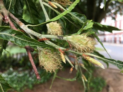 Cut Leaf Beech Youtube Videos Exeter Trees And Shrubs