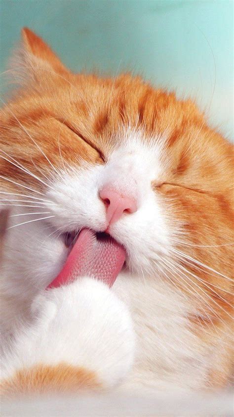 Cat Smile Wallpapers Top Free Cat Smile Backgrounds Wallpaperaccess