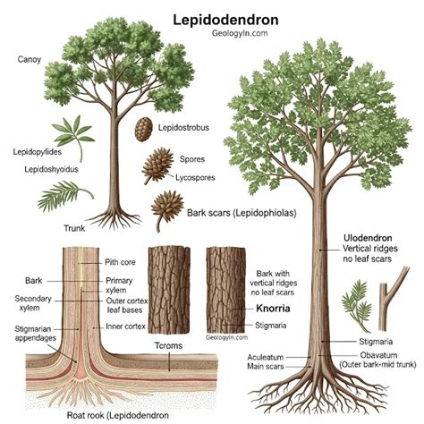 Lepidodendron The Scale Trees Geology In
