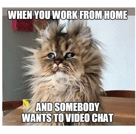 Funny Cat Meme Work