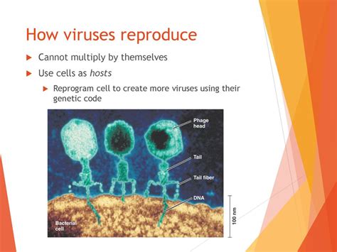 Viruses Bacteria And Protists Oh My Ppt Download