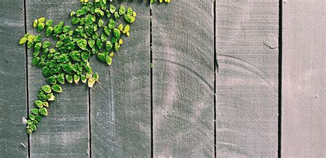 Shingles Prevention And Treatment Nectar Naturopathic Clinic Naturopathic Doctor In Kelowna Bc