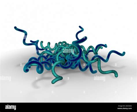 Spirochete Bacteria Artwork Spirochetes Are Long Coiled Bacteria