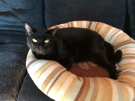 Body Condition Score The Hyperthyroid Cat Centre Body Condition Score The Hyperthyroid Cat Centre