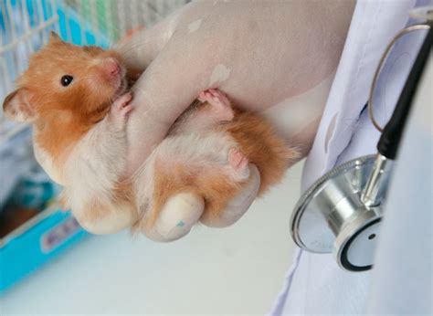 Сирийский хомяк описание сколько живут уход и содержание