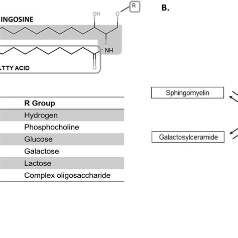 Sphingolipid Biochemistry A Sphingolipid Structure Showing The Download Scientific Diagram