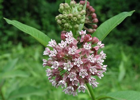 Algodoncillo Variedades Clave Para Un Jardín De Mariposas Monarca