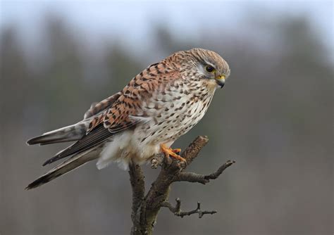 Turmfalke Forum Für Naturfotografen